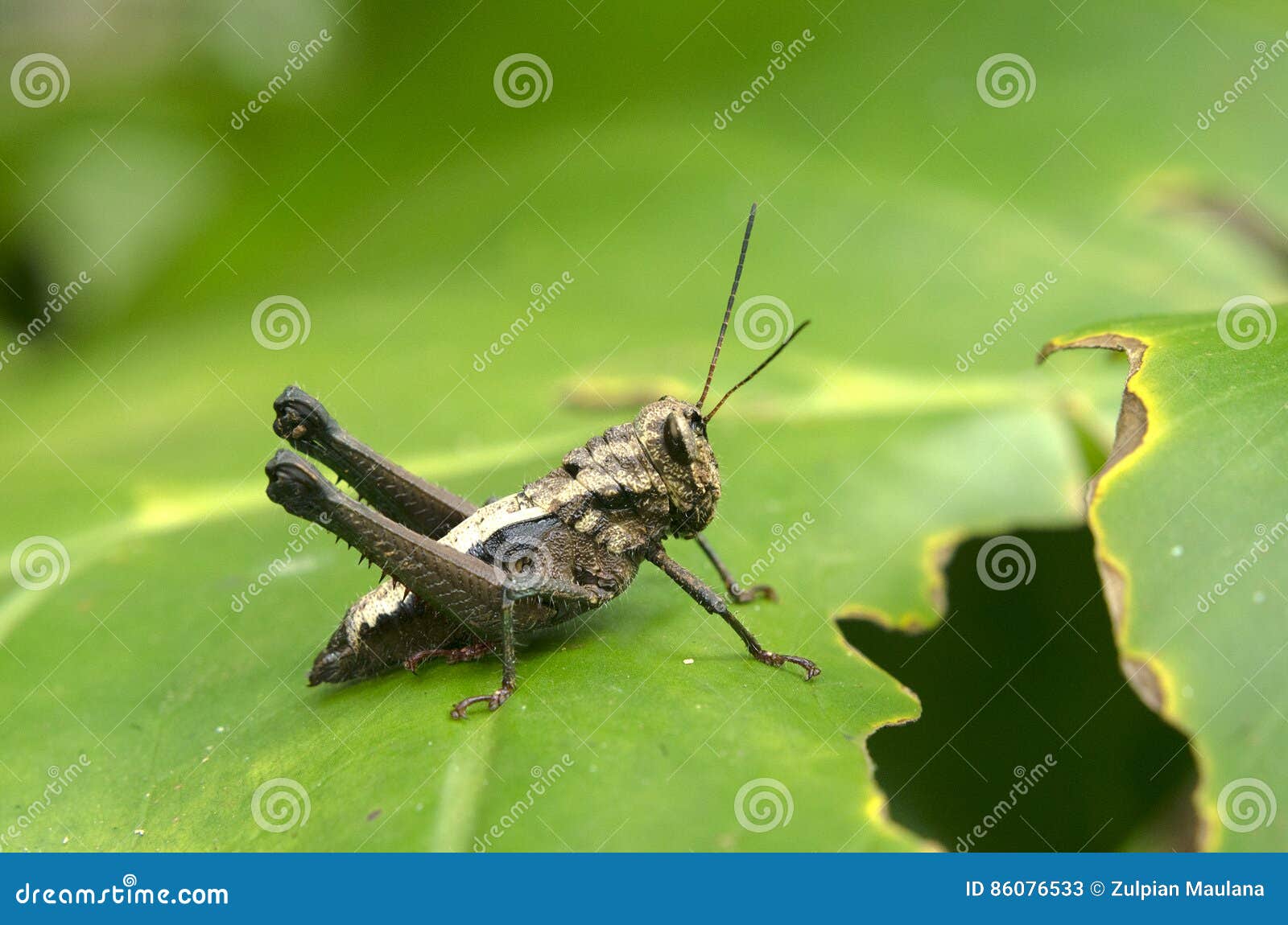 Black locust stock image. Image of grasshoppers, locust - 86076533