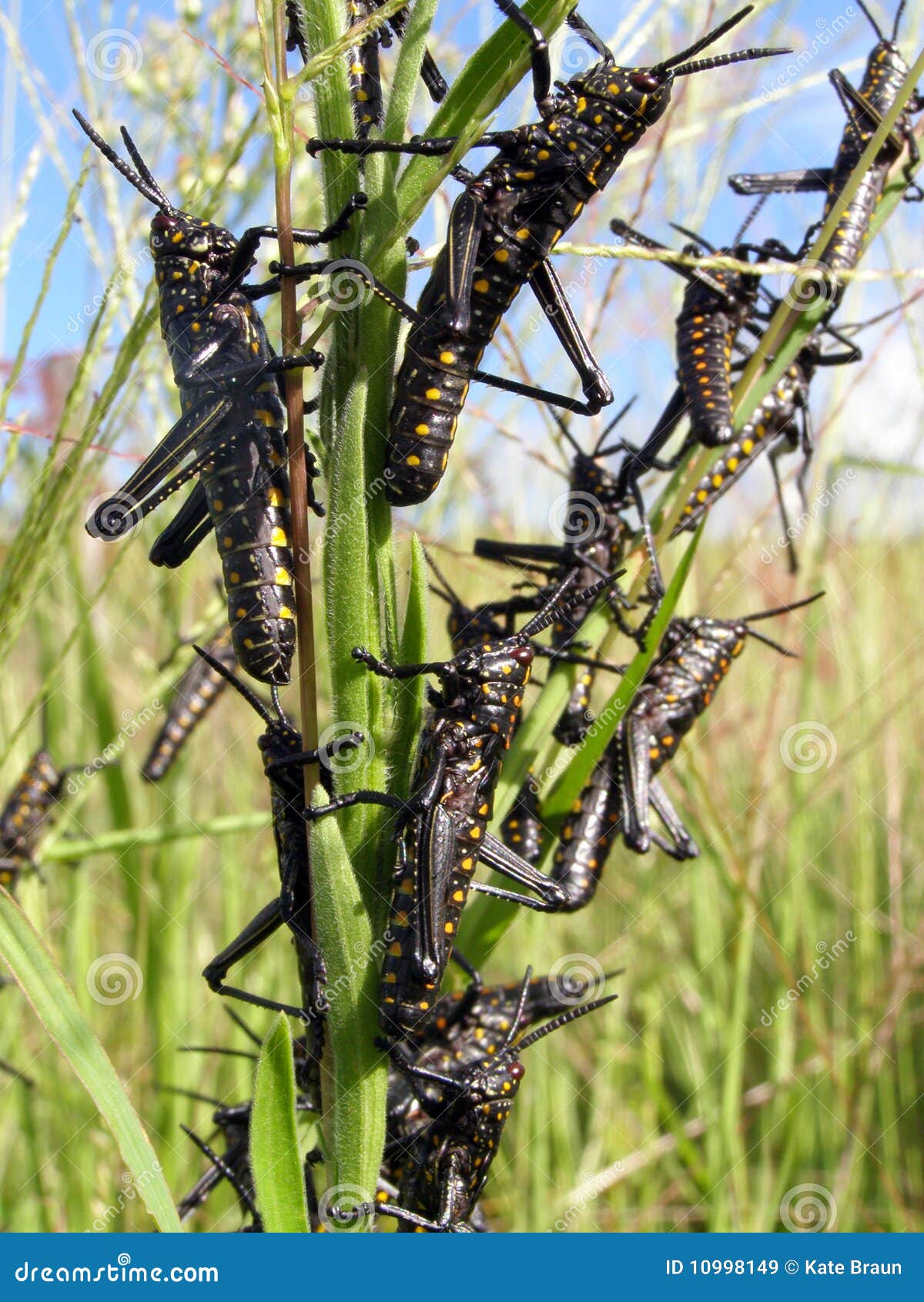 Black locusts stock image. Image of horde, orange, black - 10998149