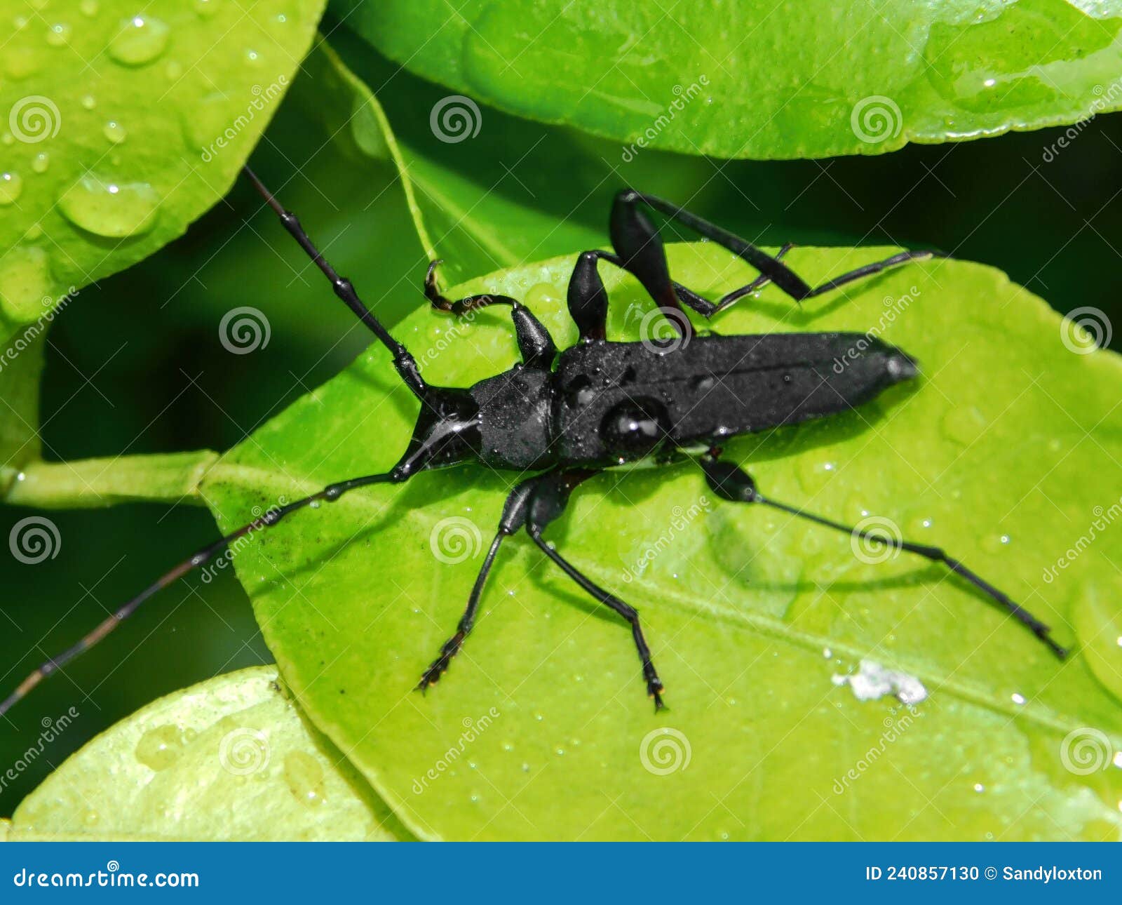 Black Longhorn Beetle on a Lemon Leaf Stock Photo - Image of cape, tree ...