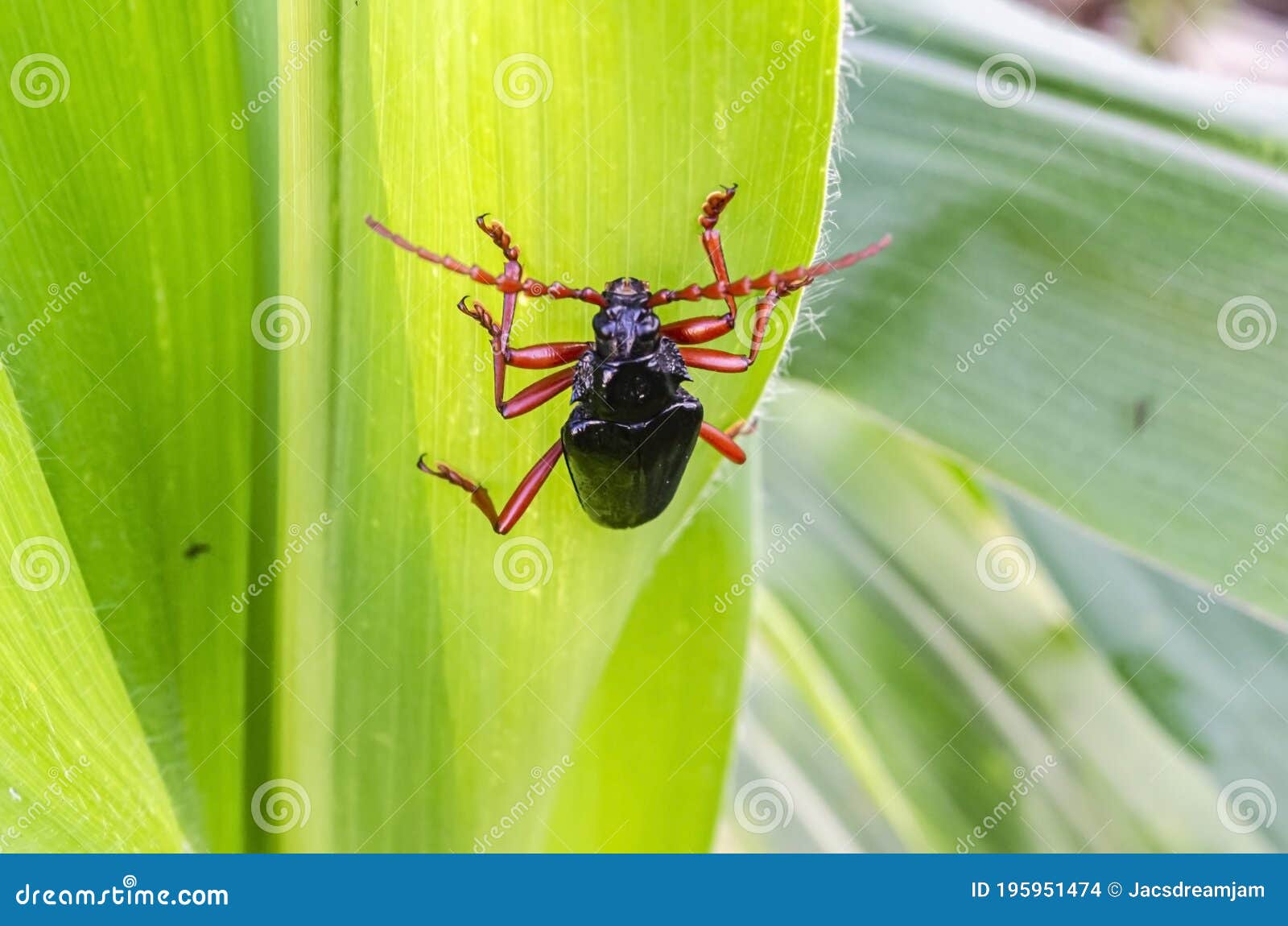 Black Longihorn Beetle on Back of Corn Leaf Stock Photo - Image of leaf ...