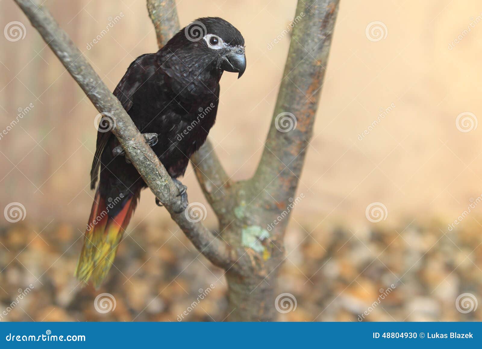 Black lory stock photo. Image of bird, adult, quilled - 48804930