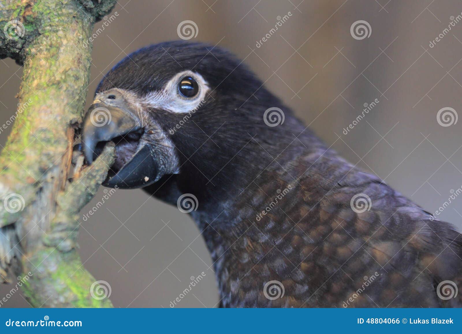 Black Lory, Chalcopsitta Atra, Dark Parrot From West Papua, New Guinea ...