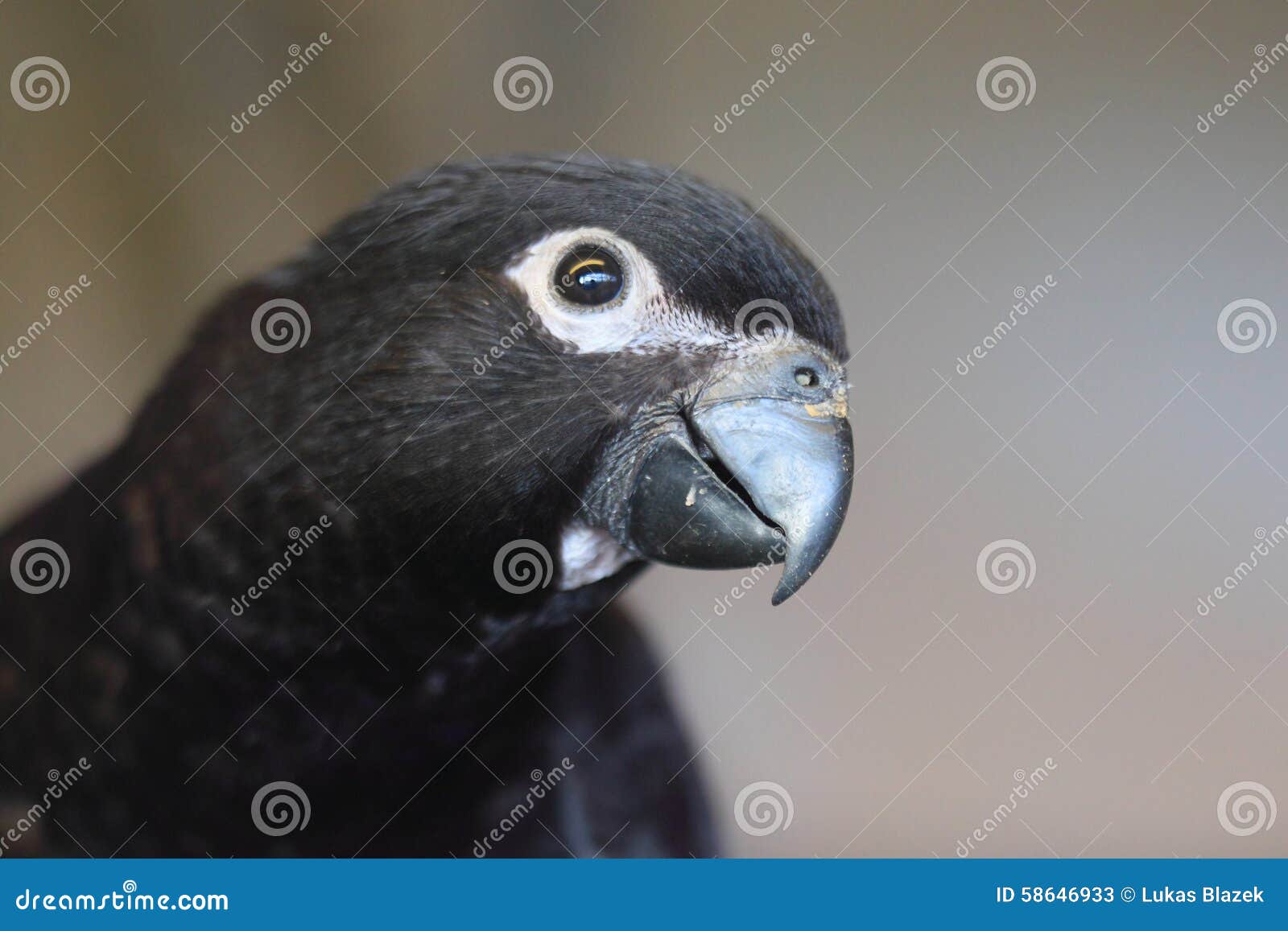 Black lory stock image. Image of chalcopsitta, adult - 58646933