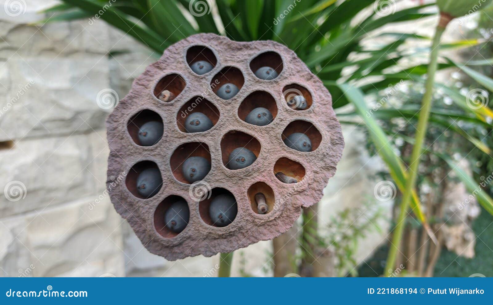 Black Lotus Fruit after the Flowers Fall Stock Photo - Image of fruit ...