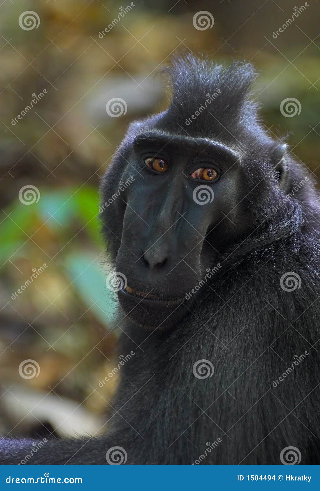 Black macaque stock photo. Image of park, species, rare - 1504494