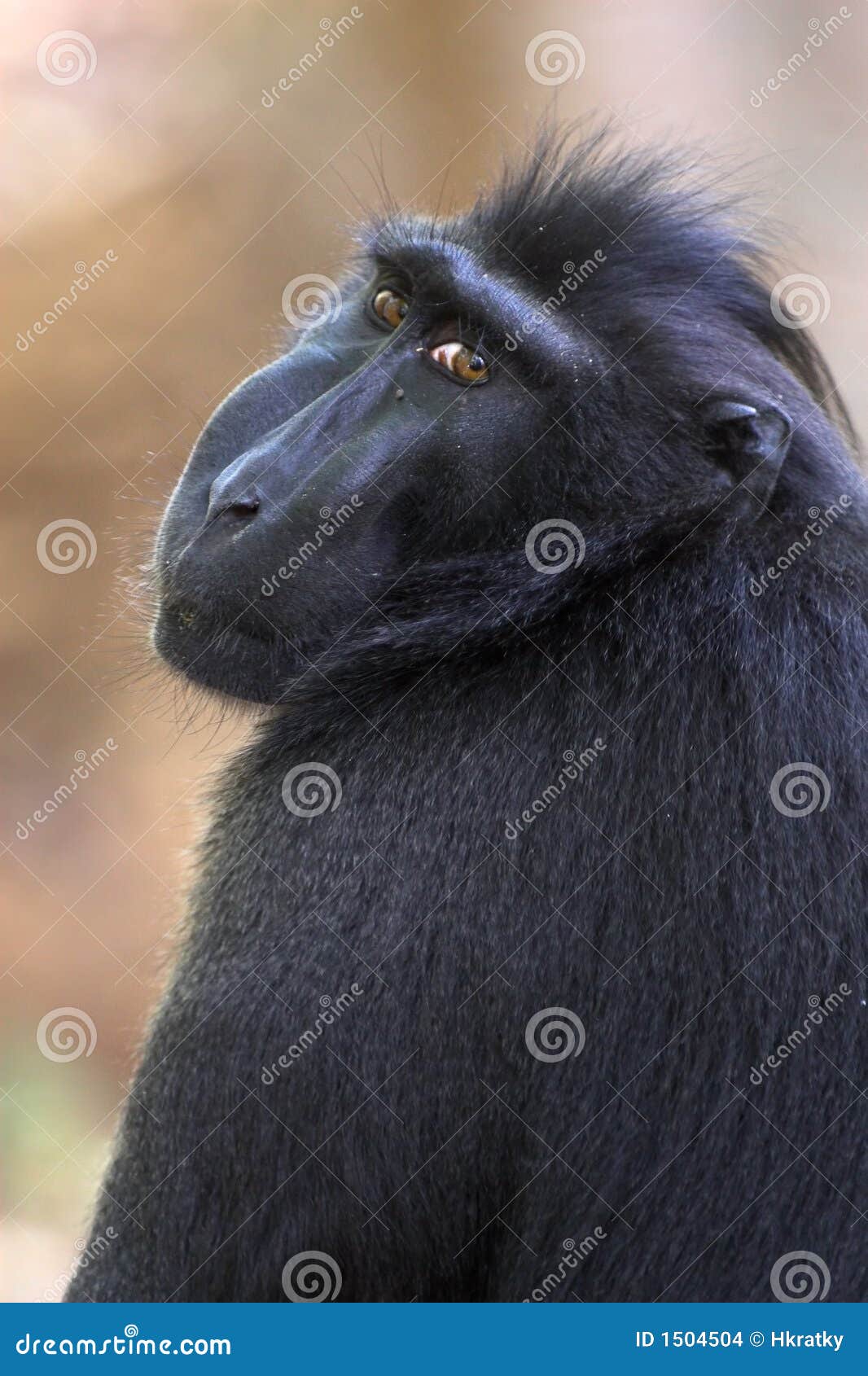 Black macaque stock photo. Image of endemic, black, reserve - 1504504