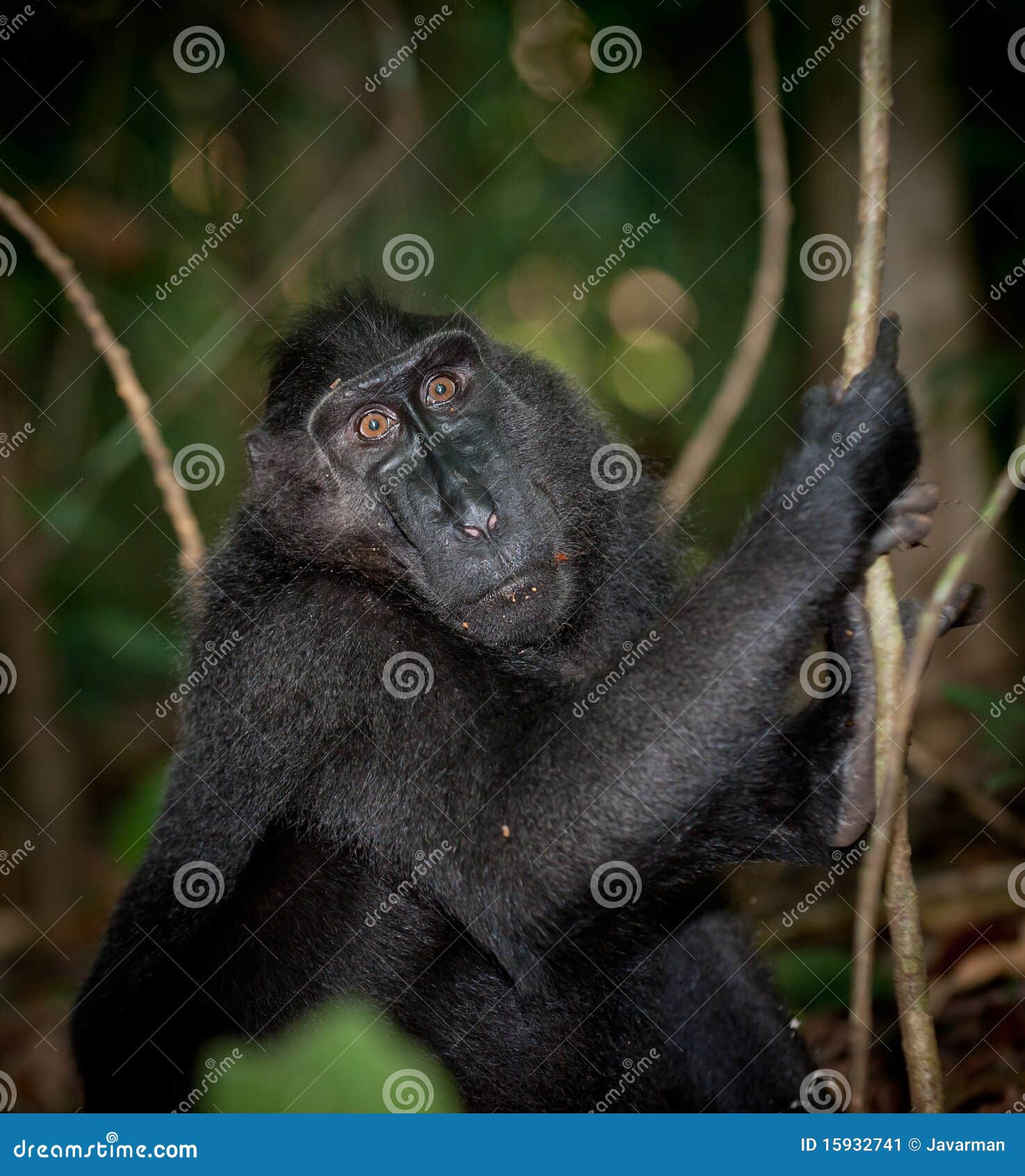 Black Macaque, Sulawesi, Indonesia Stock Image - Image of macaque ...