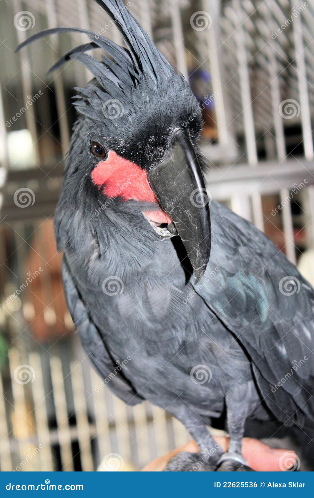 Black Macaw stock photo. Image of wildlife, bird, eyes - 22625536