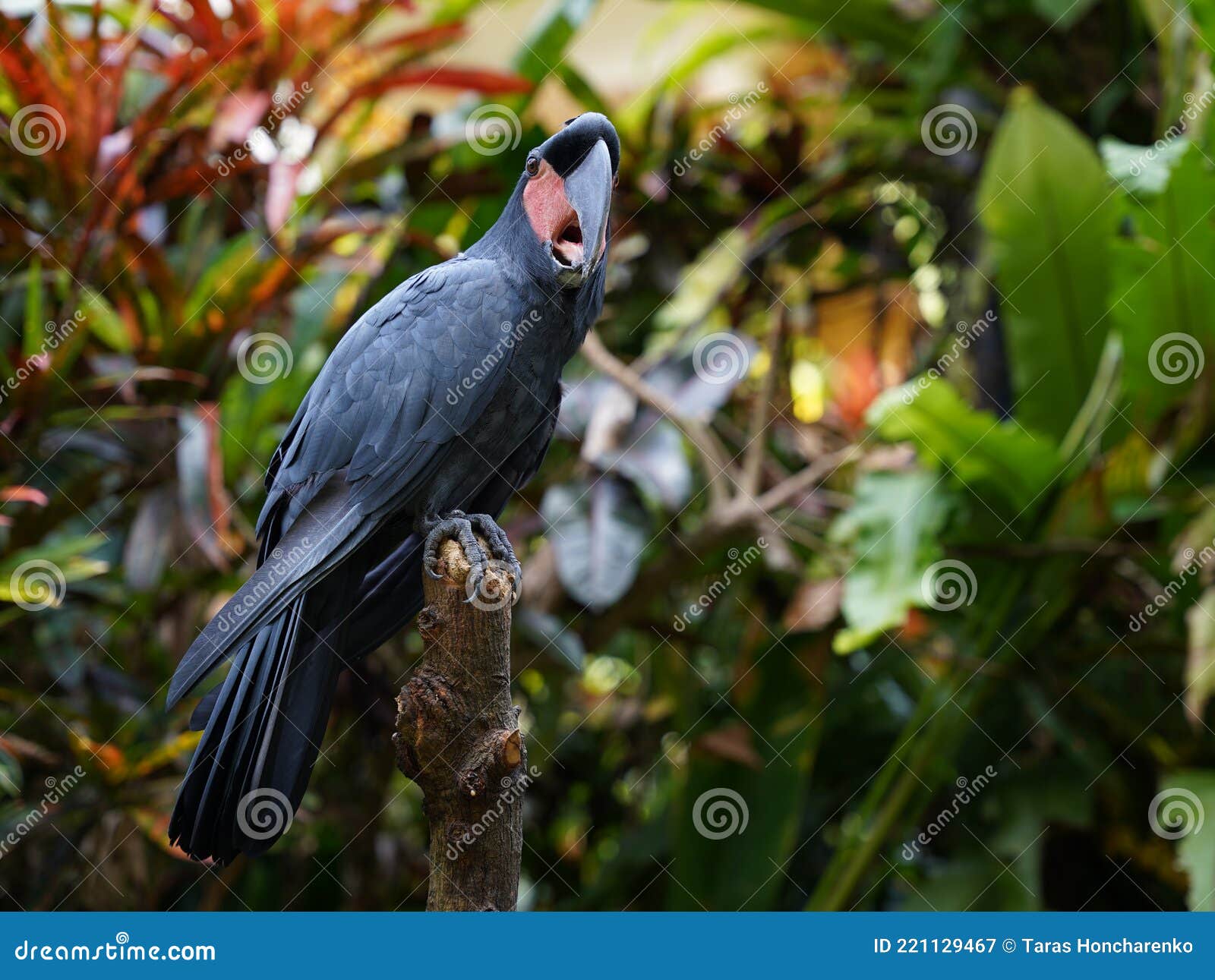 Black Macaw Sitting on a Tree Chop, Woods of Bali, Indonesia Stock ...