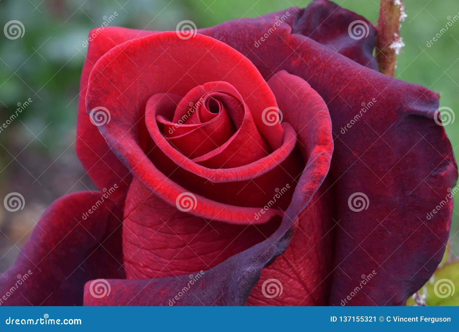 Black Magic Rose Flower Petals 01 Stock Image - Image of flower ...