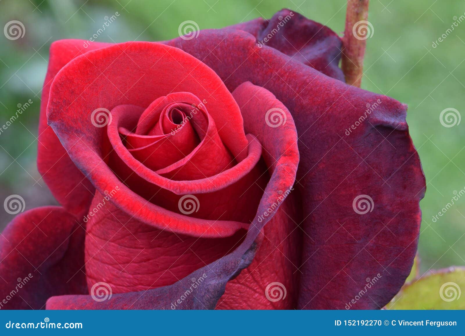 Black Magic Rose Flower 02 stock photo. Image of maroon - 152192270
