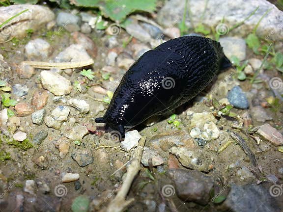 Black magic snail stock image. Image of snail, nature - 182855375
