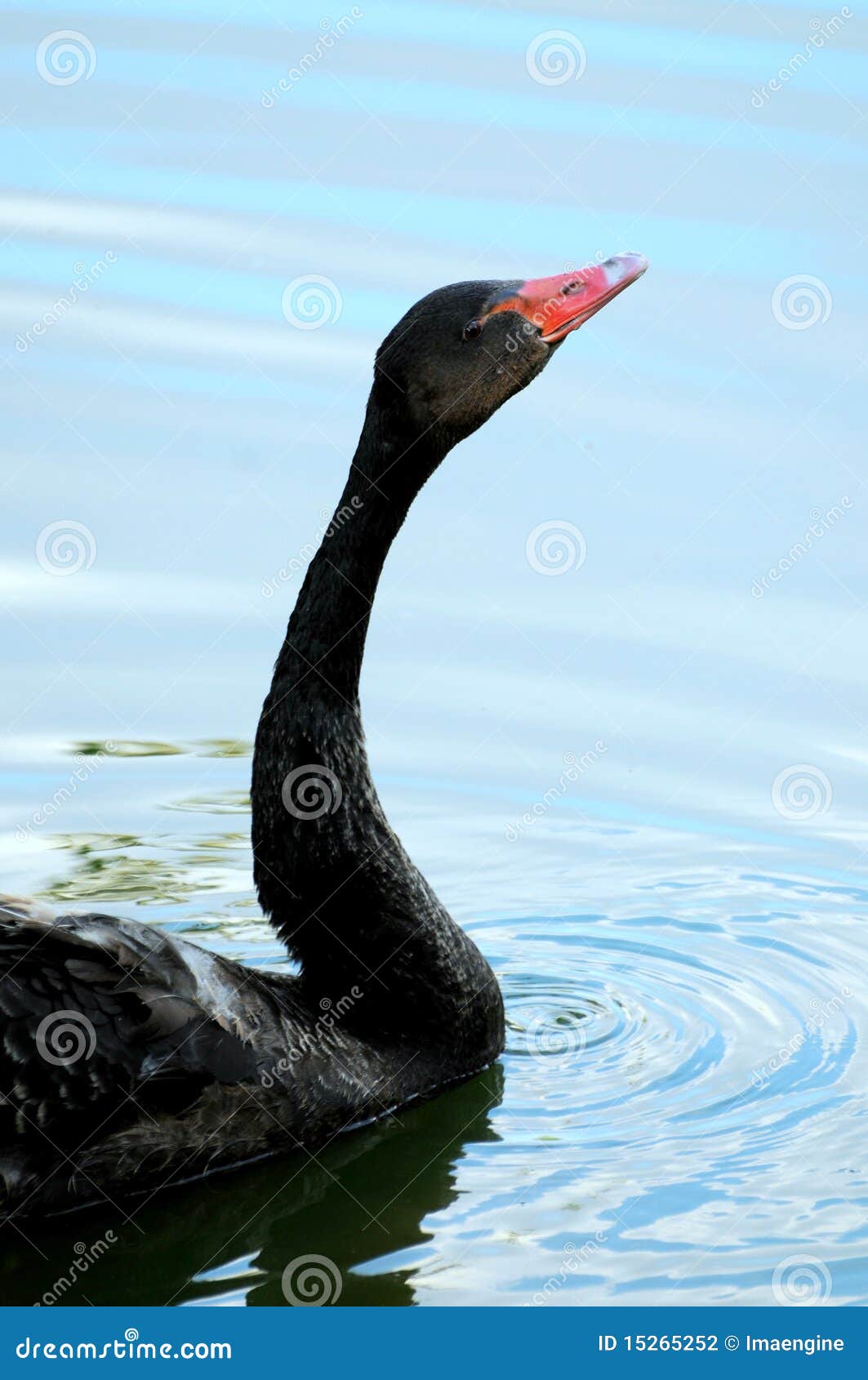 Black magic - swan stock photo. Image of curved, black - 15265252