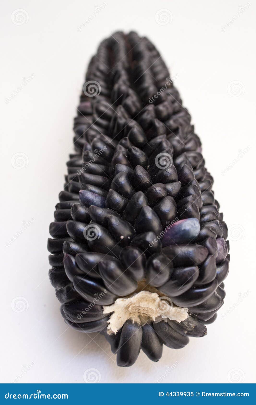 Black maize stock image. Image of black, background, maashy - 44339935