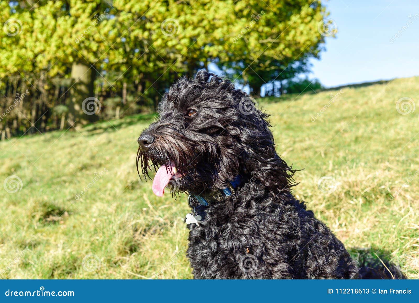 Black Cockapoo Dog Spring Day. Stock Image - Image of face, breed ...