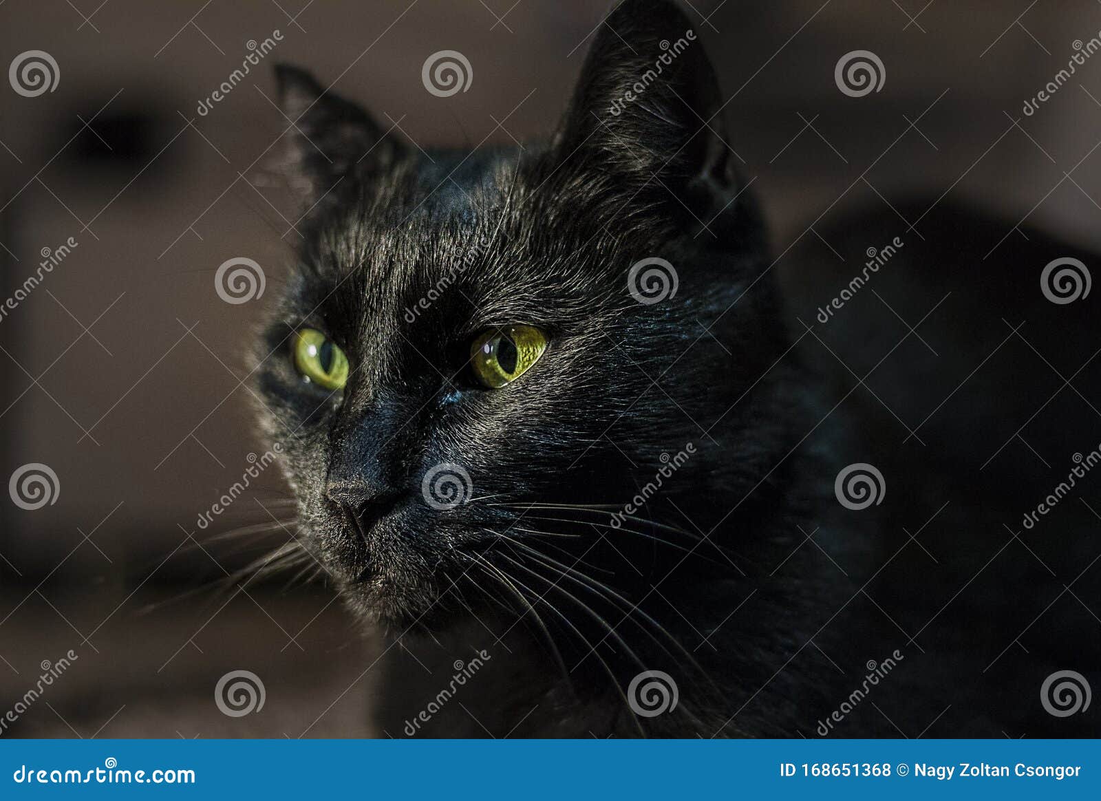 Black Malicious Cat with Yellow Eyes and Big Mustache Stock Photo ...