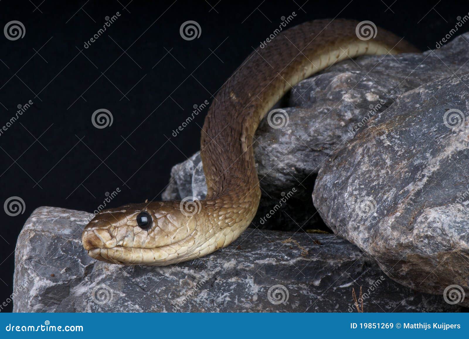 Black mamba stock image. Image of chad, southern, predator - 19851269