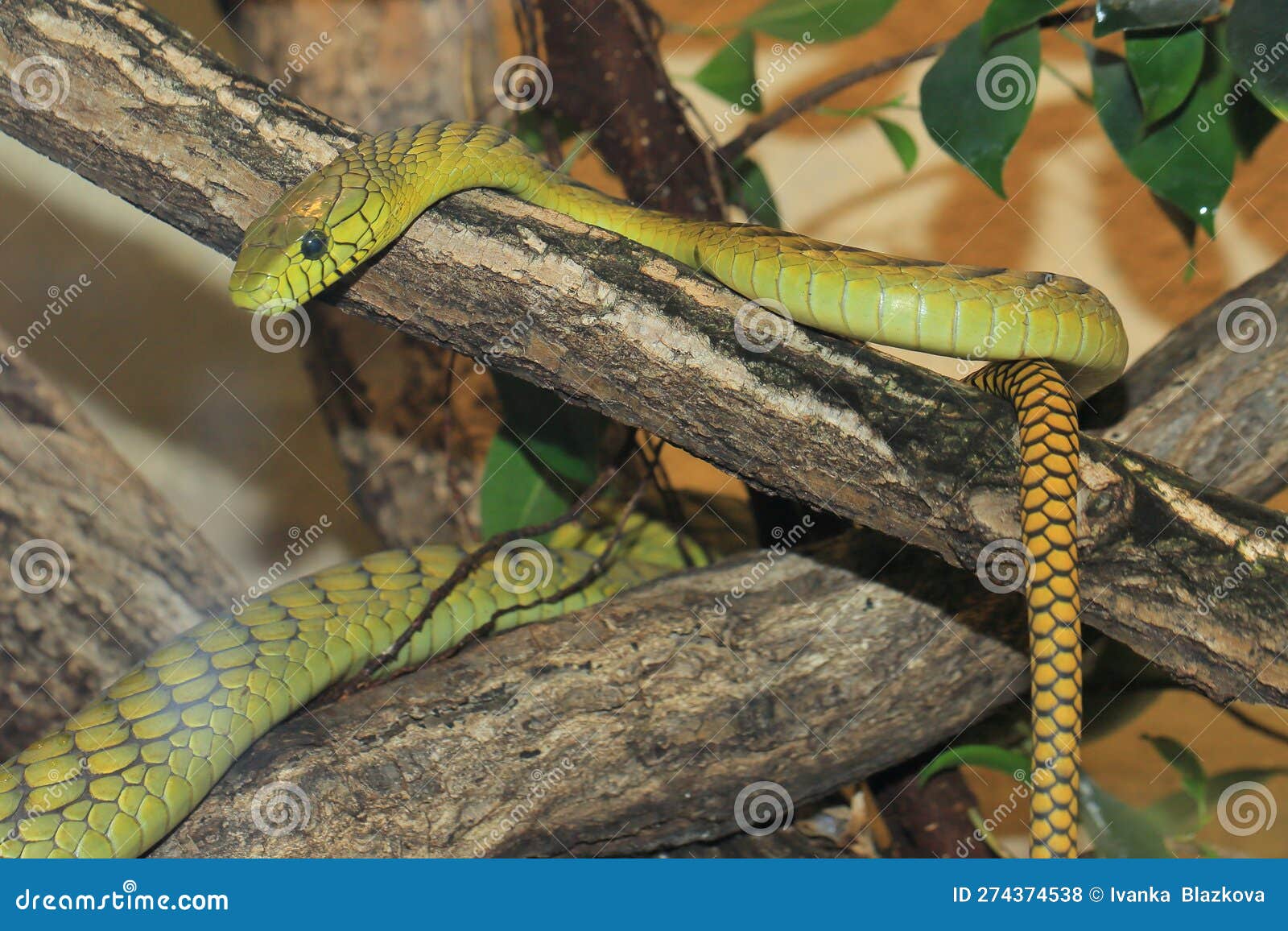 Black mamba stock photo. Image of snake, tree, reptile - 274374538