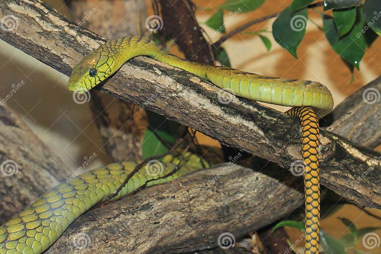 Black mamba stock photo. Image of snake, tree, reptile - 274374538