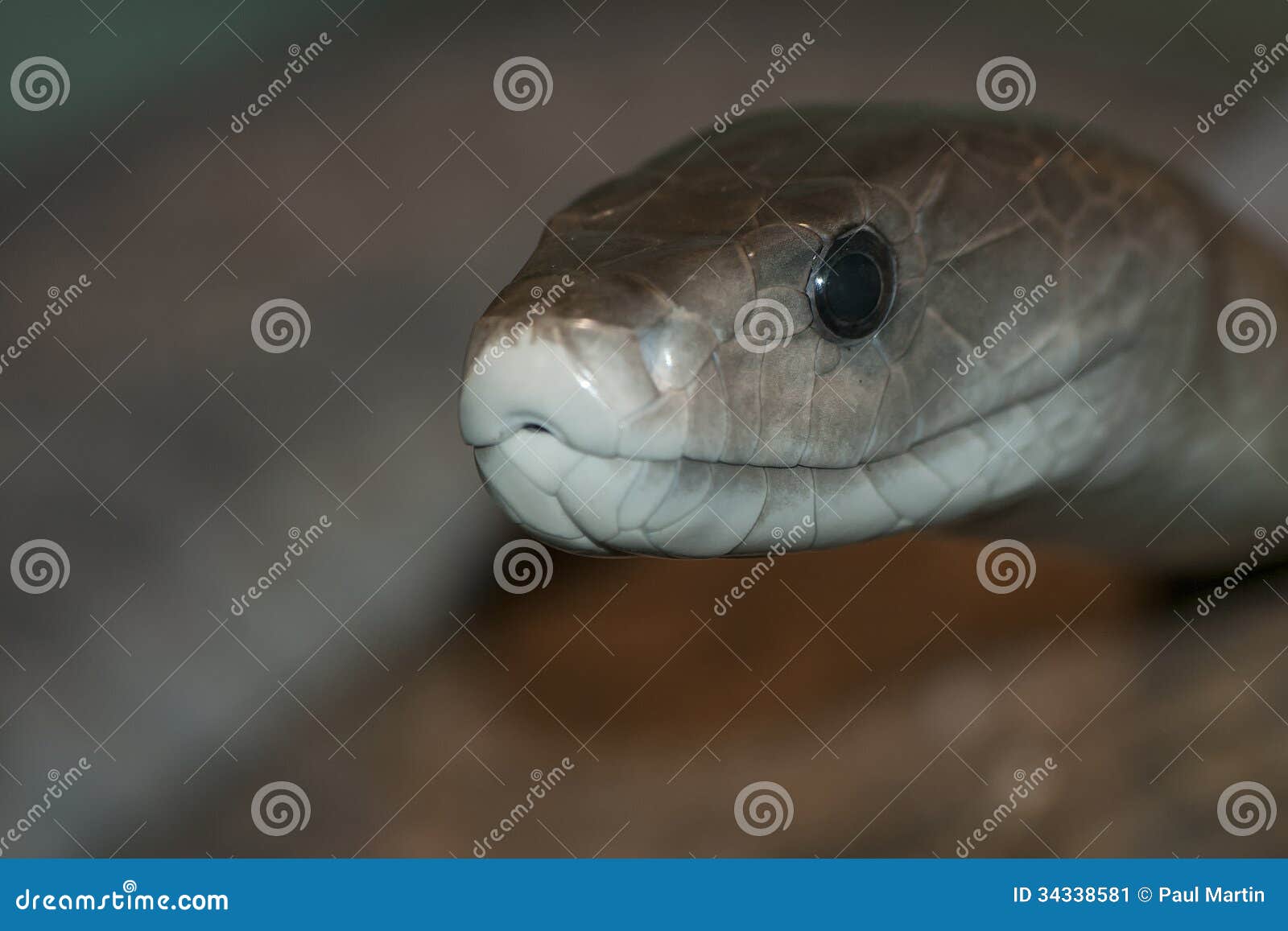 Black Mamba stock image. Image of mamba, predator, slide - 34338581