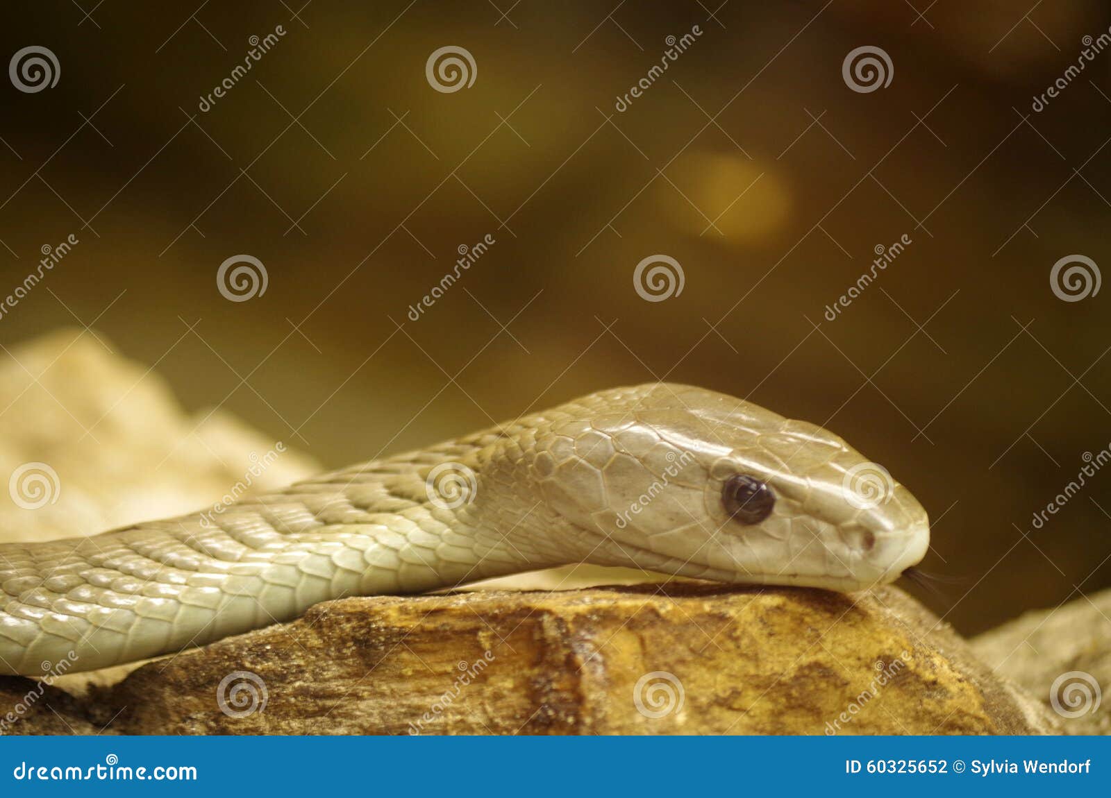 Black mamba stock photo. Image of mamba, black, animals - 60325652