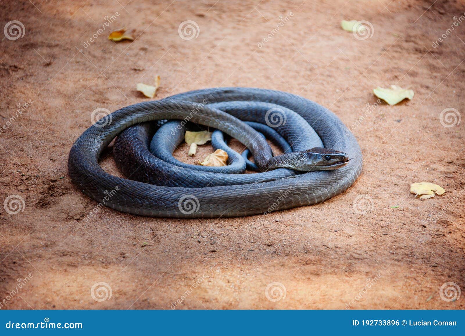 Black mamba stock photo. Image of animals, animal, attack - 192733896