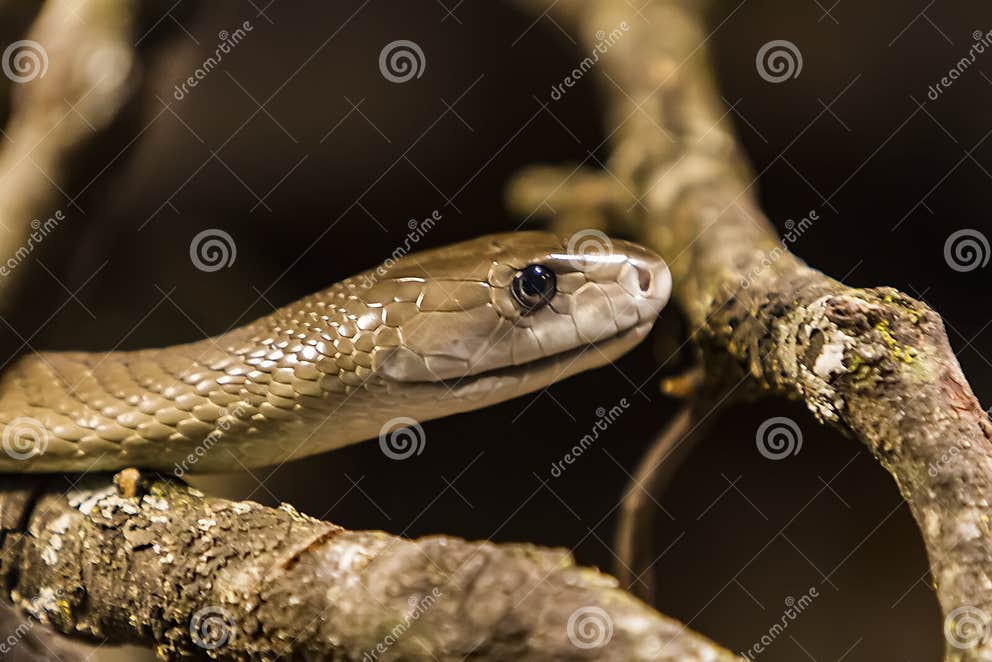 Black mamba stock image. Image of vertebrate, wildlife - 71973571