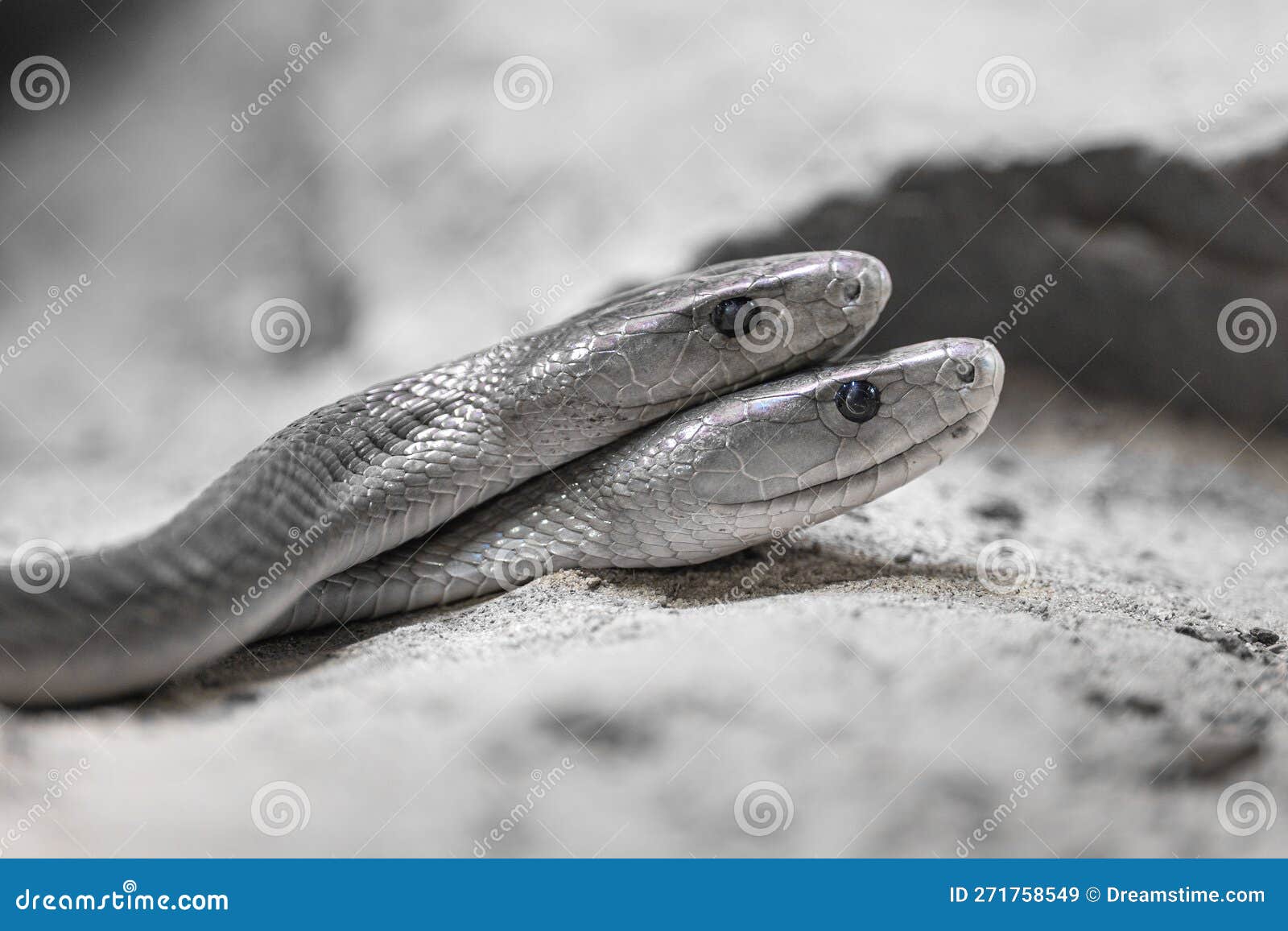 Black Mamba, Dendroaspis Polylepis, Is One Of The Most Feared Snakes ...