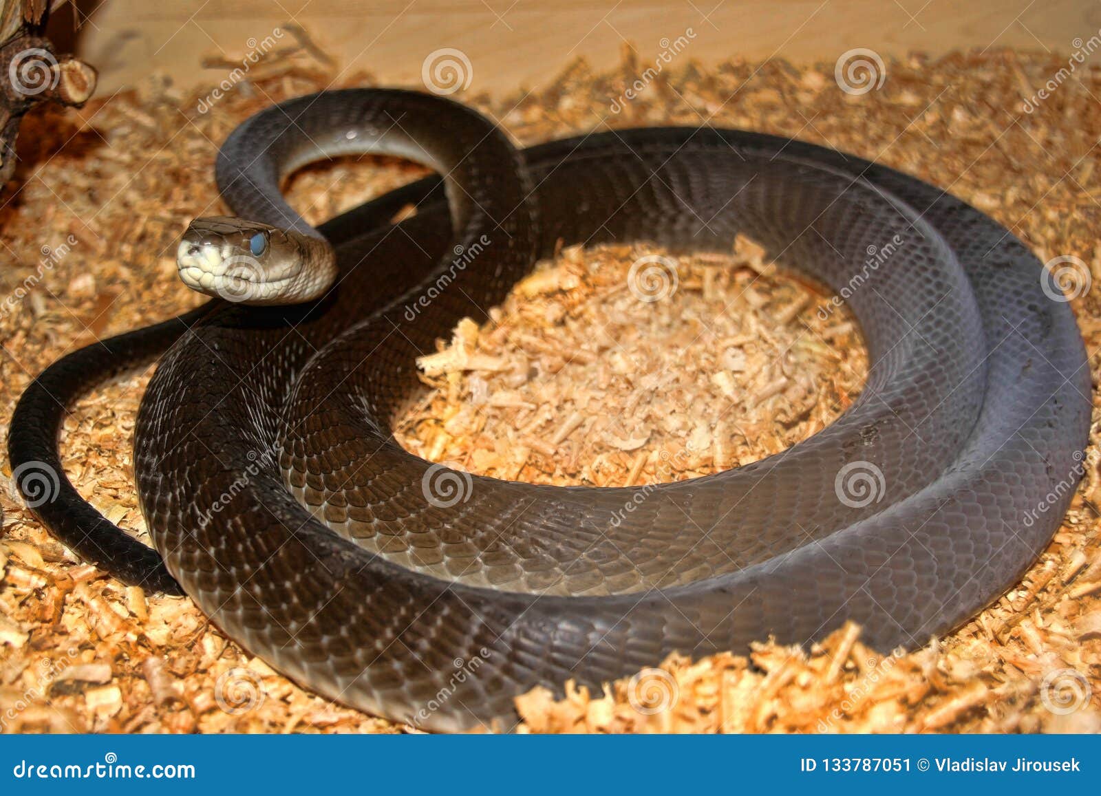 Black Mamba, Dendroaspis Polylepis, is One of the Most Feared Snakes ...