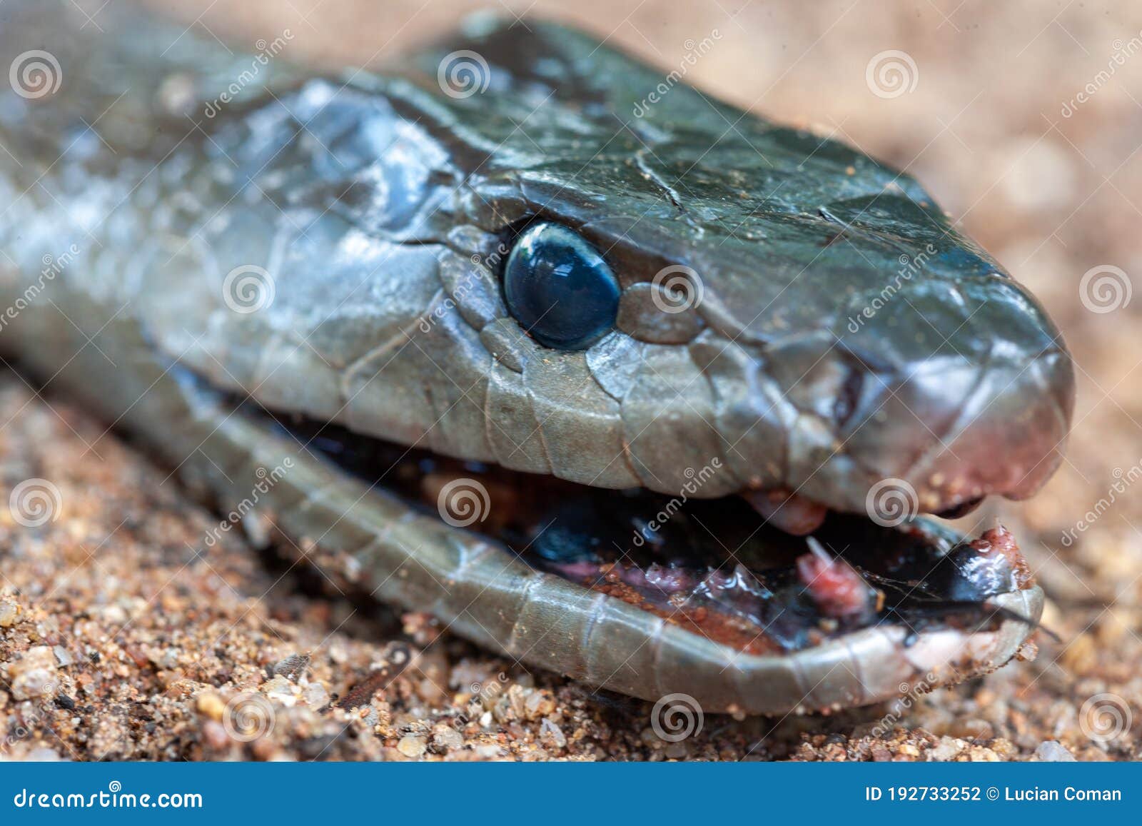 Black mamba stock photo. Image of kenya, predator, deadly - 192733252