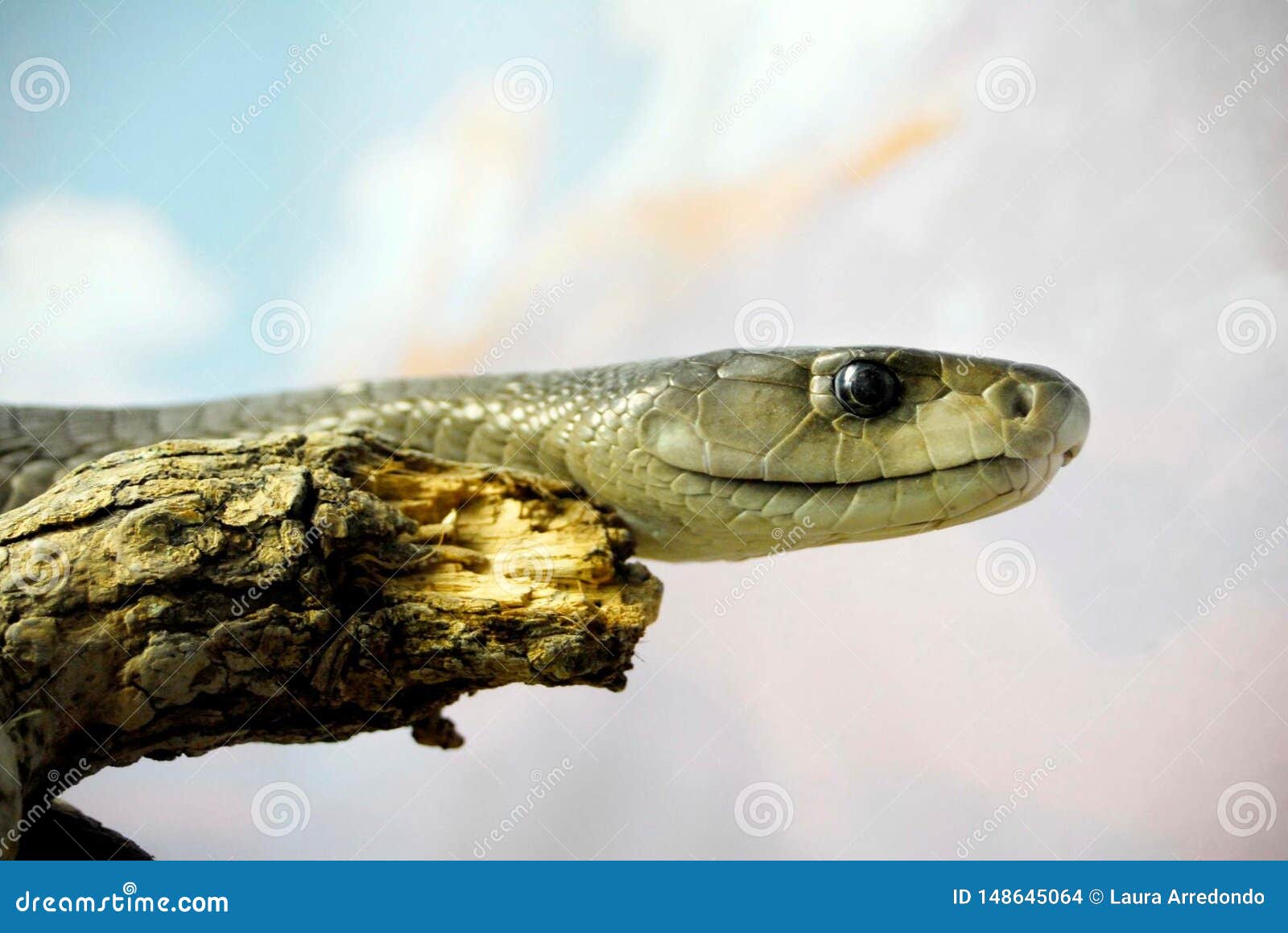 Black mamba in Huston zoo stock photo. Image of mamba - 148645064