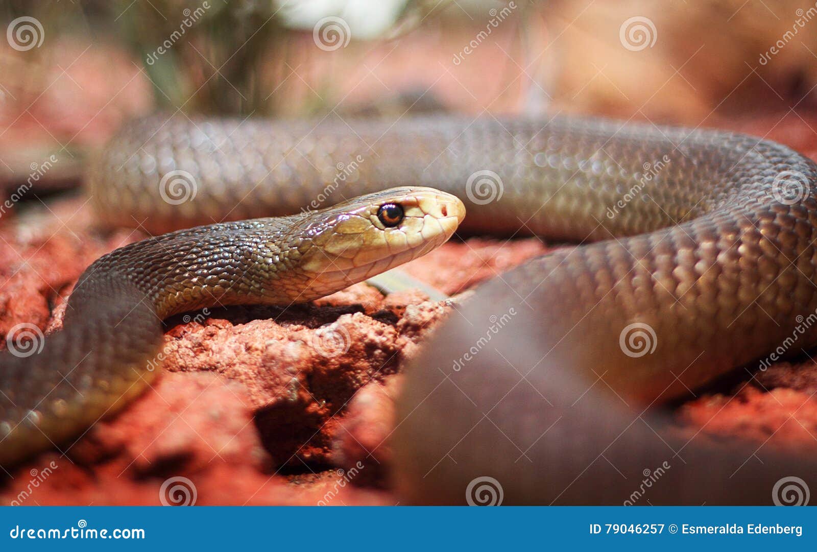 Black mamba stock image. Image of aggressive, antivenom - 79046257
