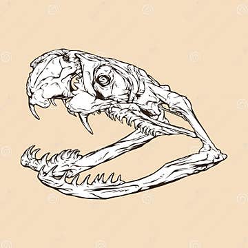 Black Mamba Skull Head Vector Illustration Stock Vector - Illustration ...
