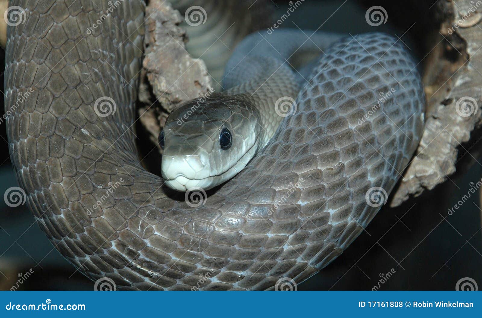 Black mamba smile stock photo. Image of venom, venomous - 17161808