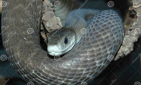 Black mamba smile stock photo. Image of venom, venomous - 17161808