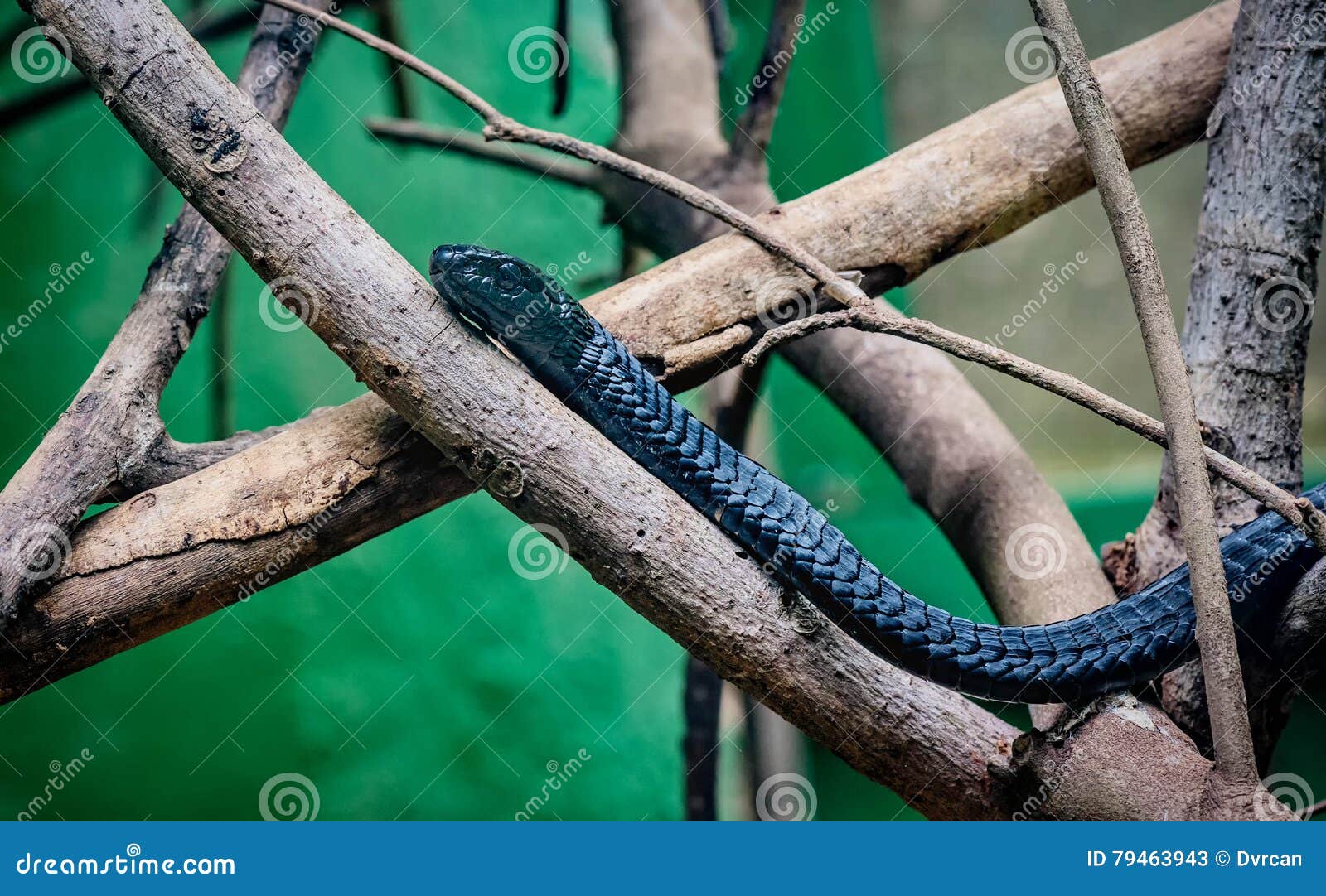 Black Mamba on the Tree Branch in Uganda, Africa Stock Image - Image of ...