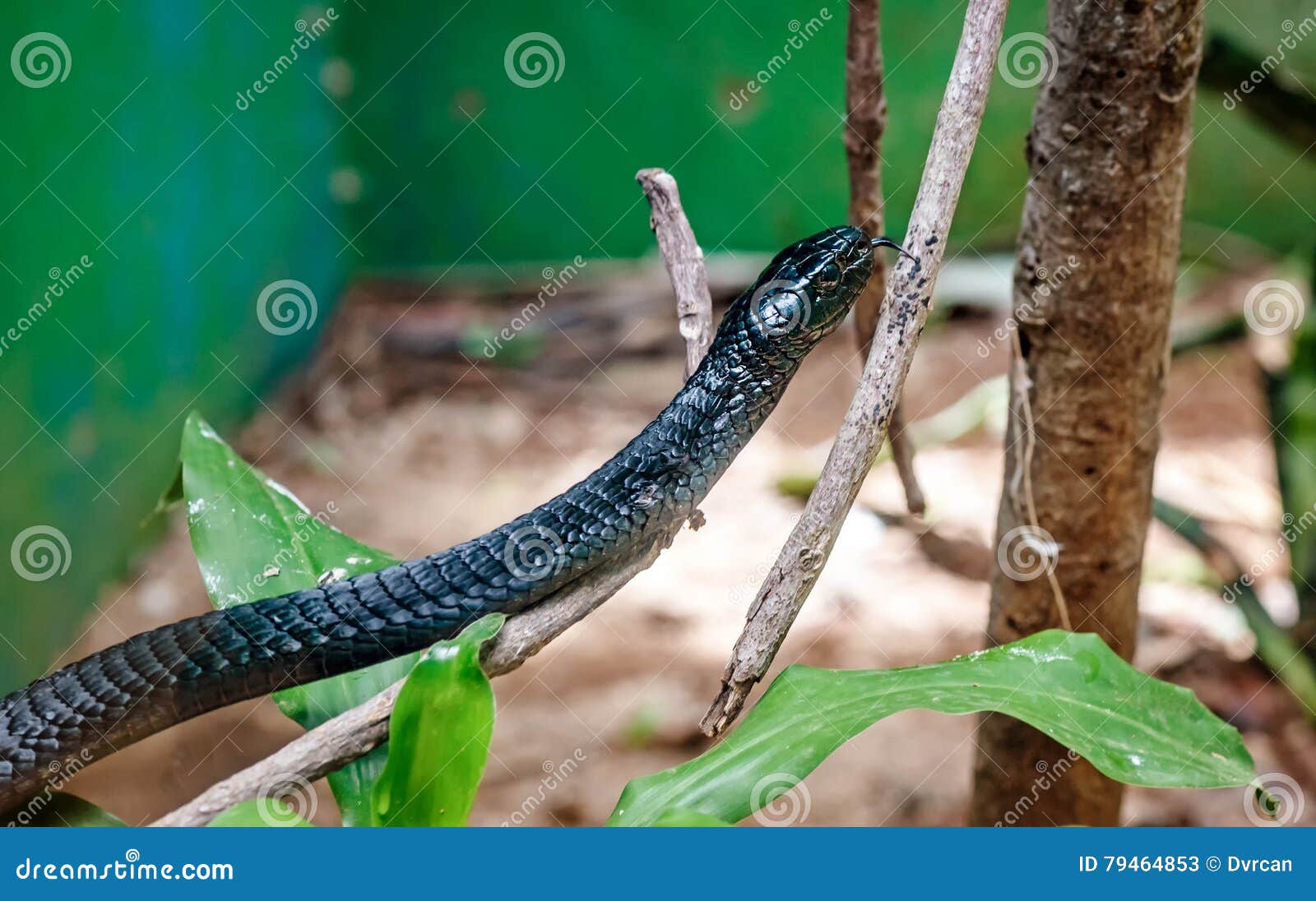 Black Mamba on the Tree Branch in Uganda, Africa Stock Image - Image of ...