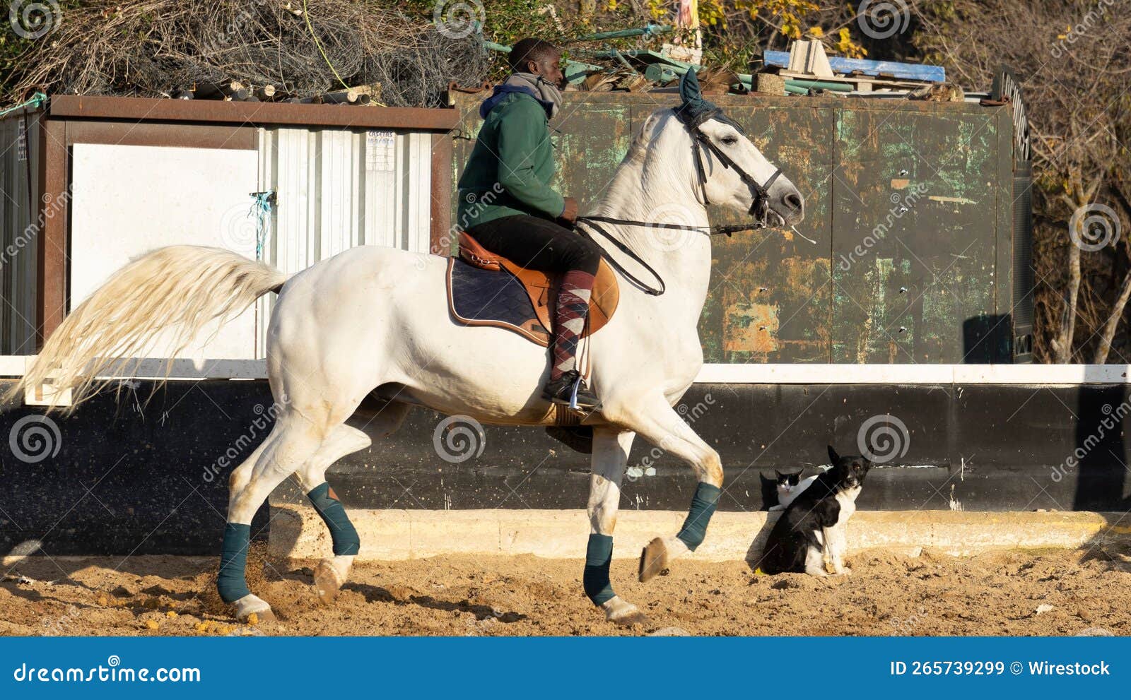 Black Man Riding a White Horse at the Farm. Stock Image - Image of ...