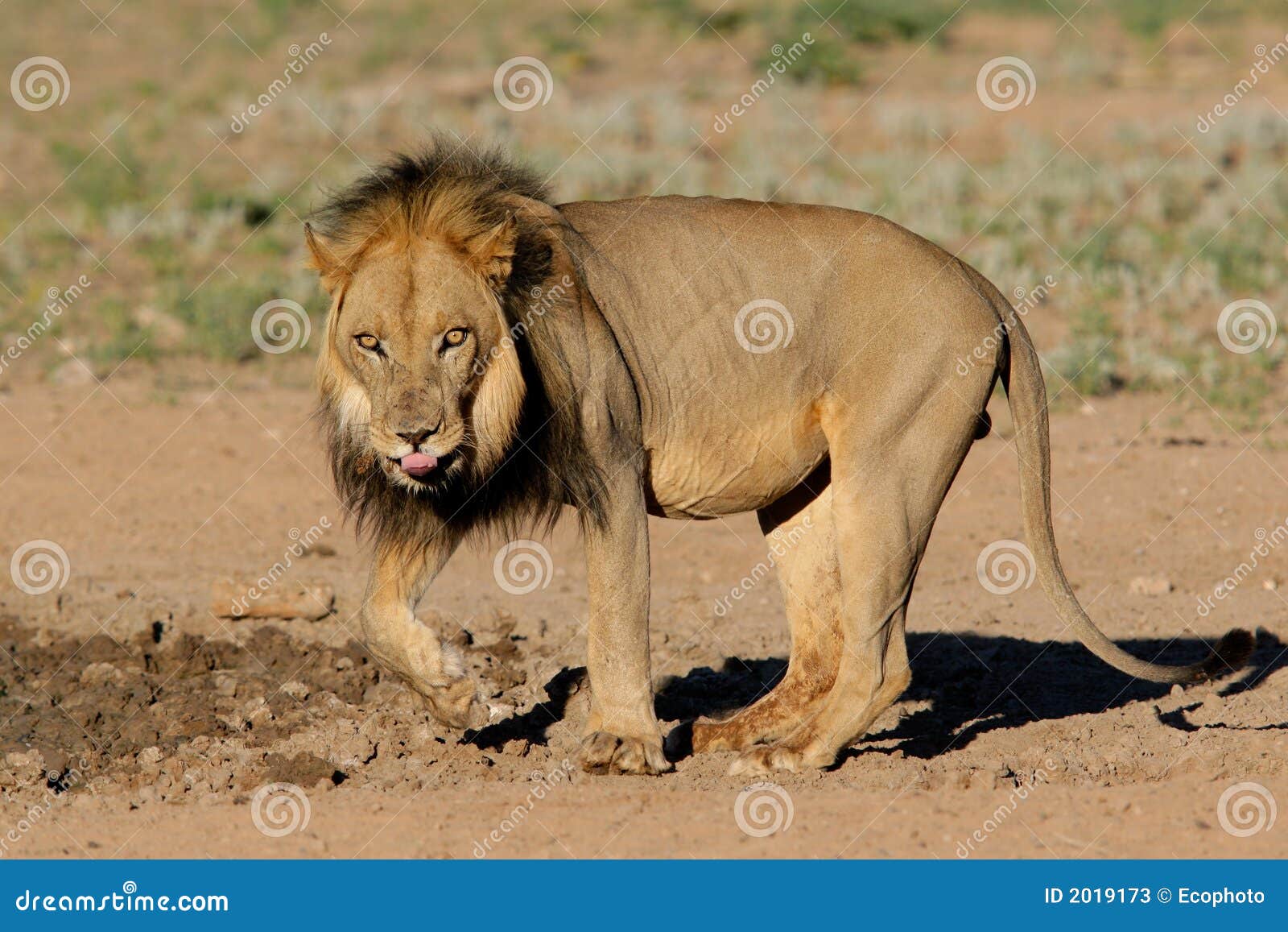 Black-maned African lion stock image. Image of roar, africa - 2019173