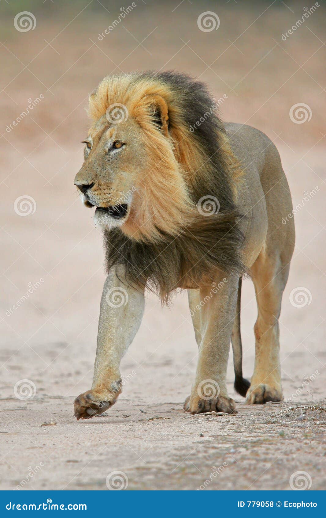 Black-maned African Lion Royalty Free Stock Photos - Image: 779058