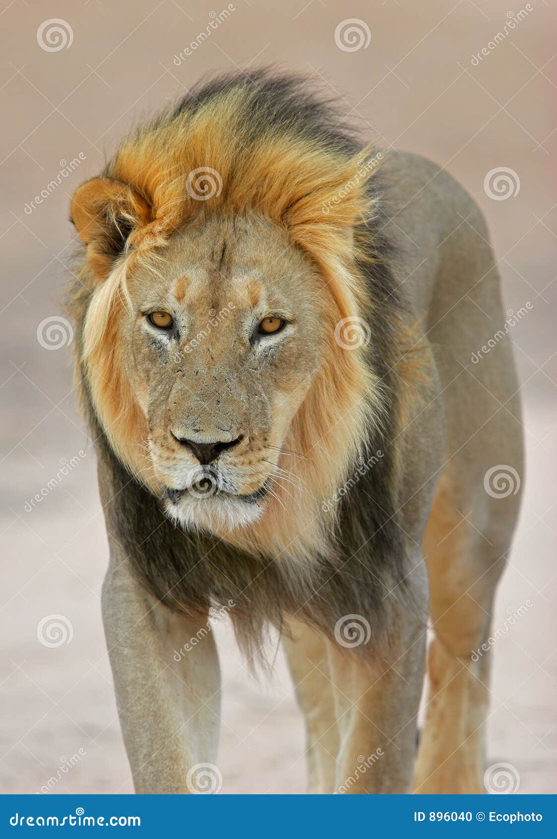Black Maned Male Lion Royalty-Free Stock Photo | CartoonDealer.com #7342119
