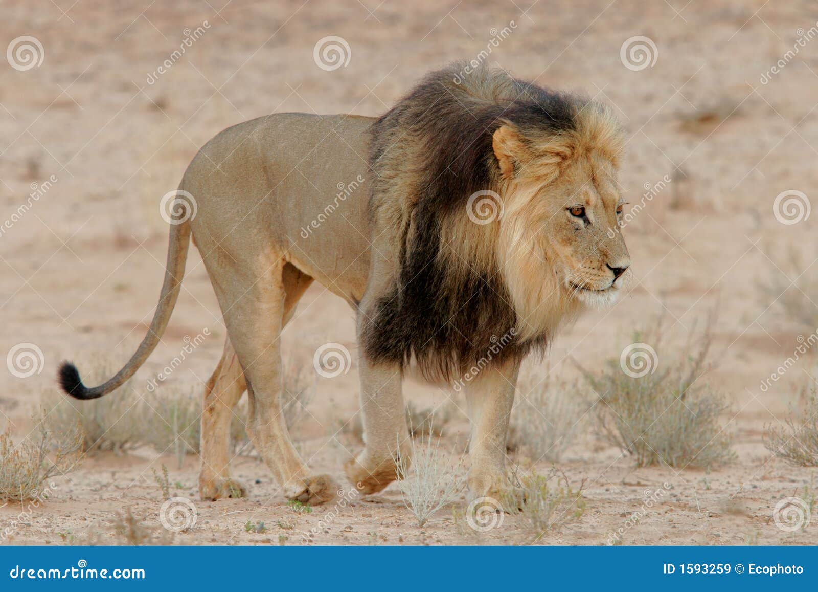 Ethiopian Black Mane Lion