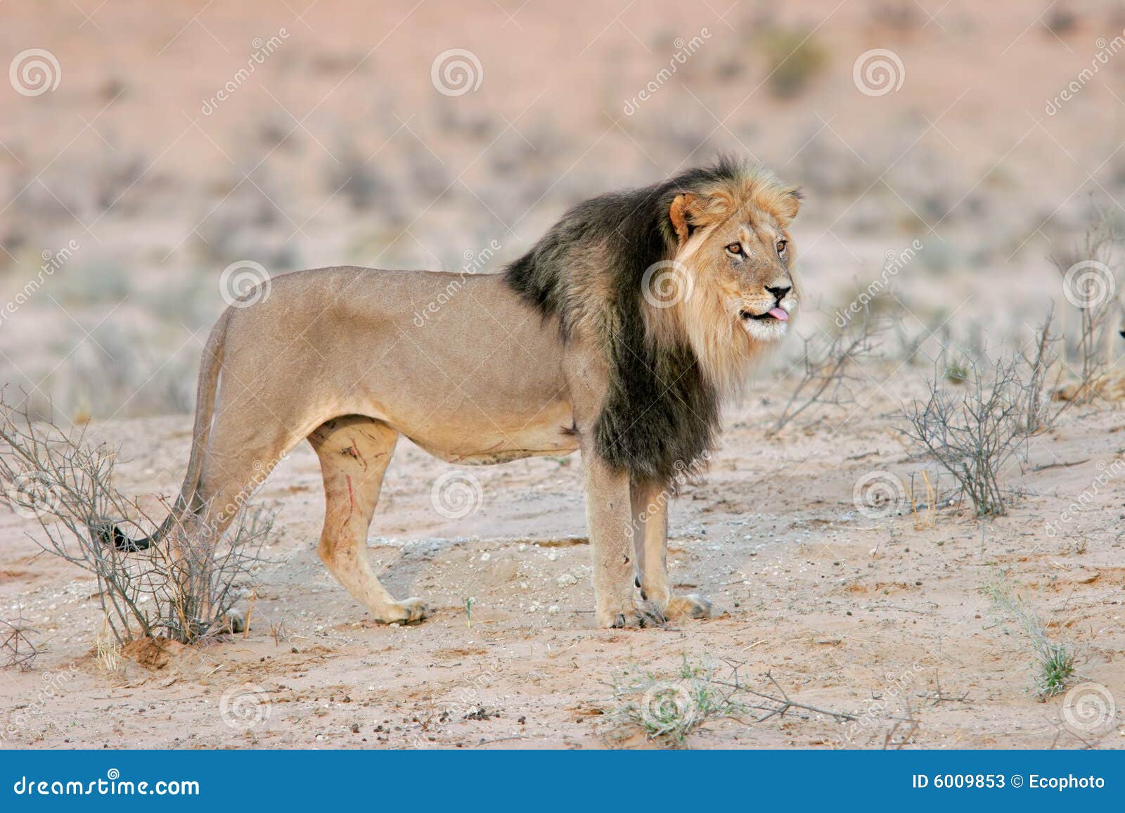 Black-maned lion stock image. Image of maned, stare, dominant - 6009853