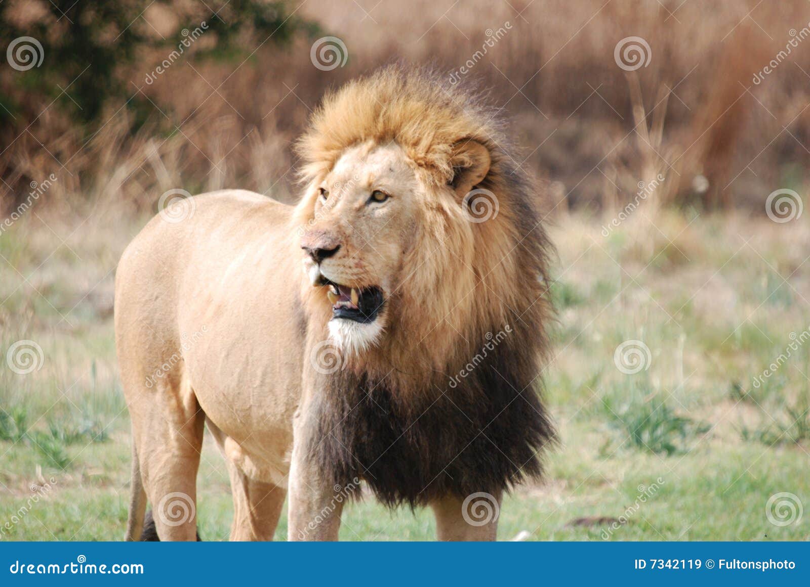 Black Maned Male Lion stock image. Image of feline, park - 7342119