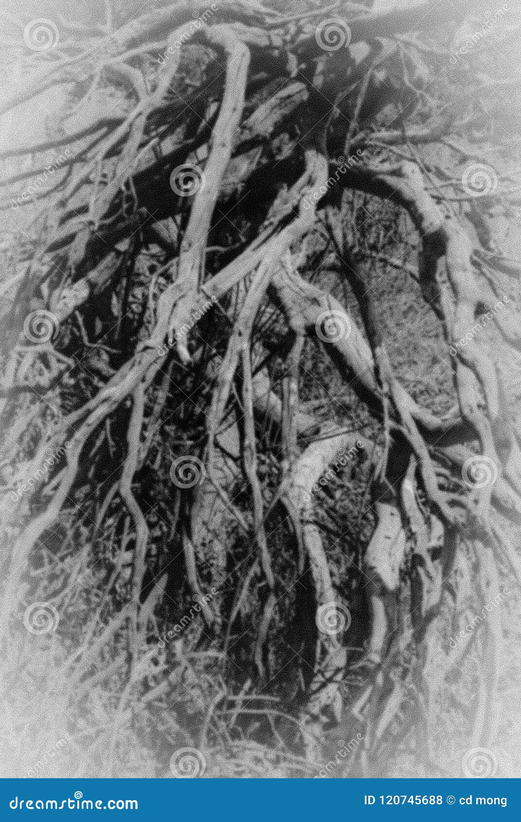 Snaggle stock photo. Image of groups, focus, roots, snaggle - 120745688