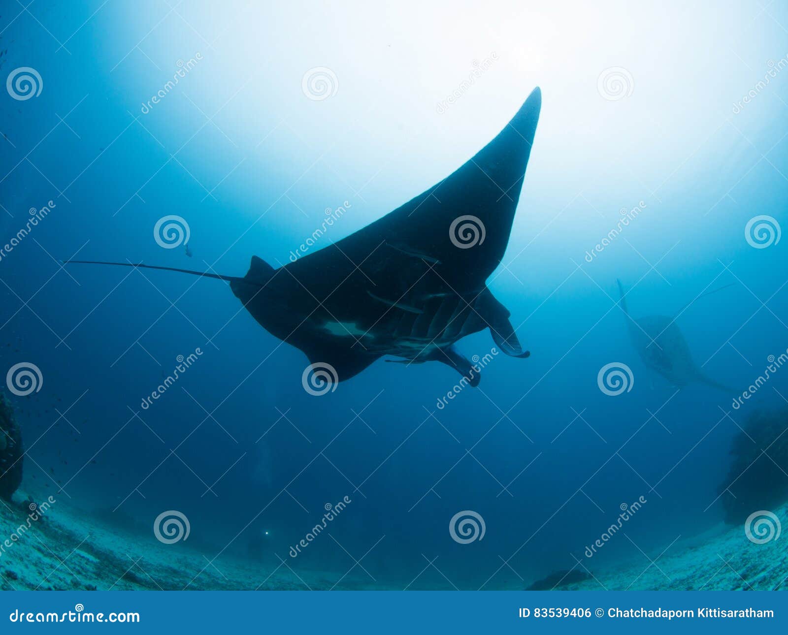 Black Manta ray is flying stock photo. Image of life - 83539406