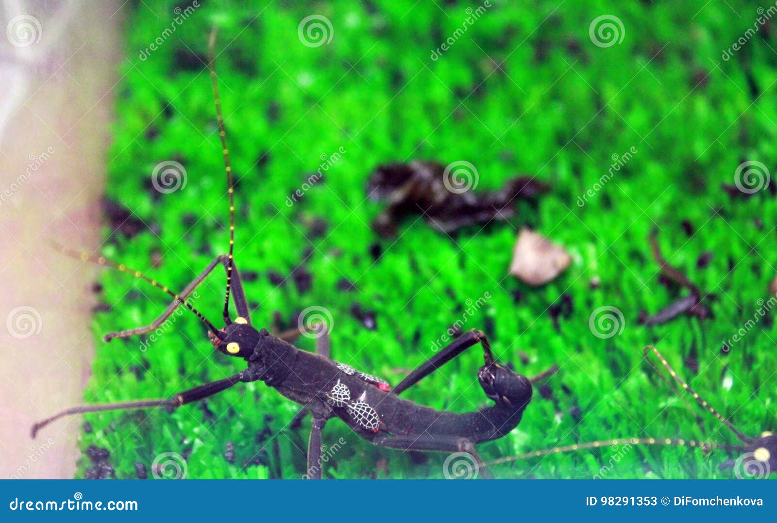 Black Ant Mantis Stock Photography | CartoonDealer.com #49485260