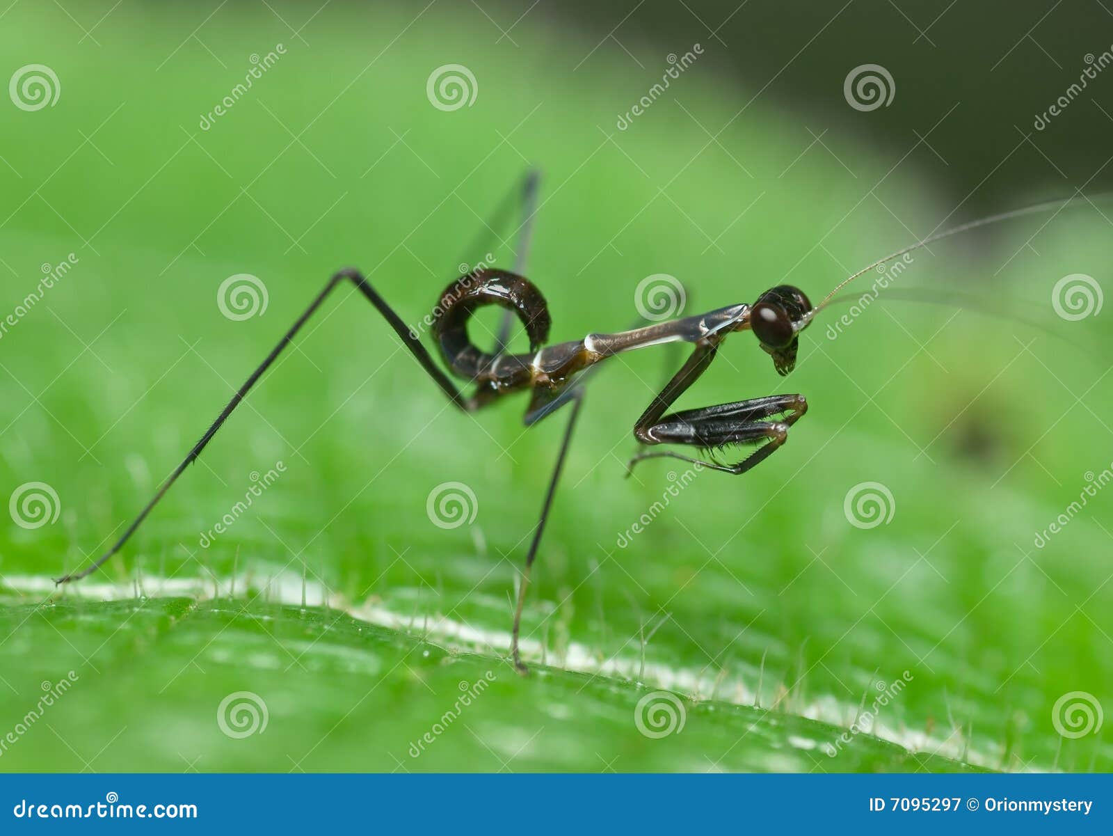 A black mantis nymph stock image. Image of wildlife, nymph - 7095297