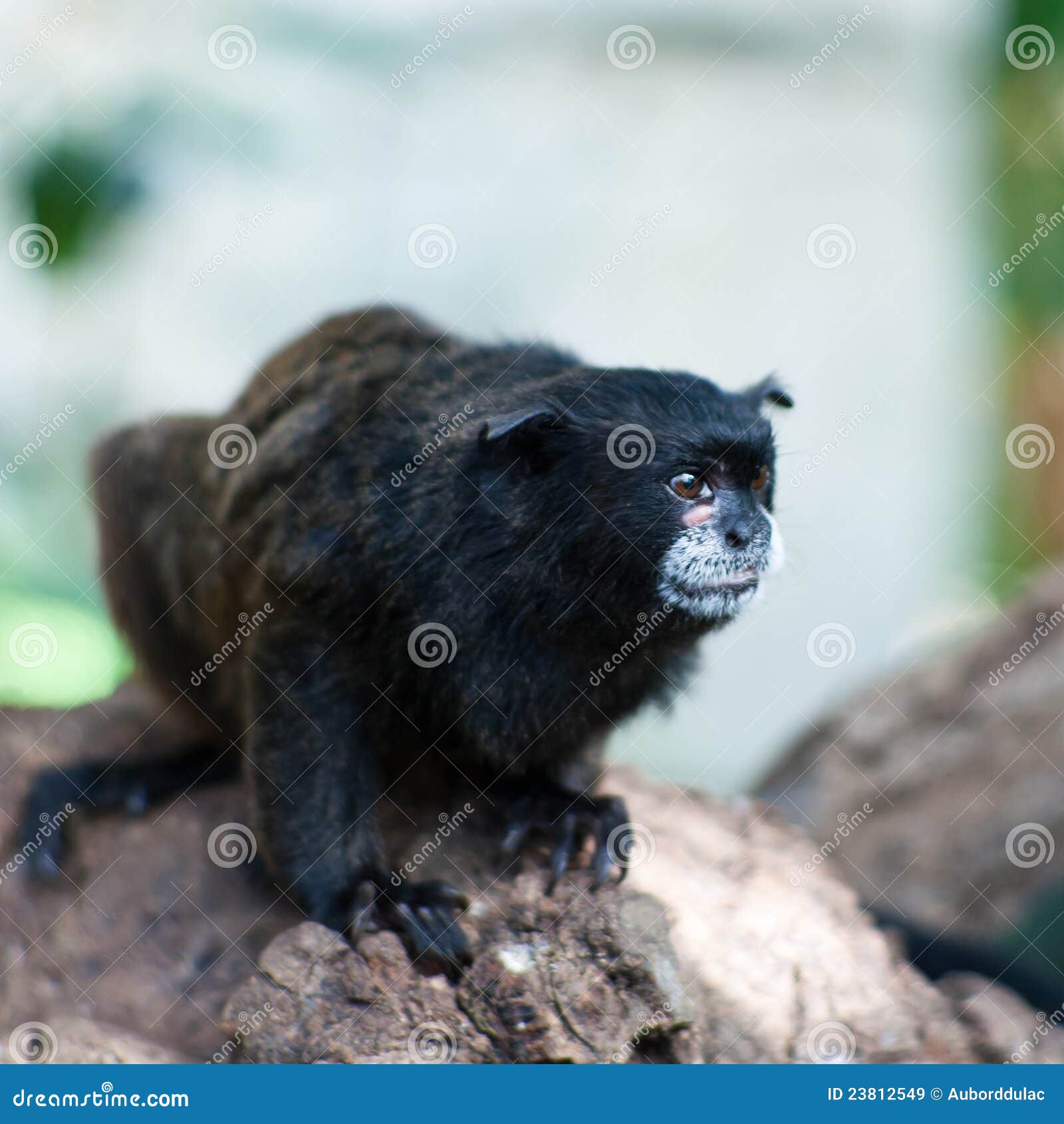 Black-mantled tamarin stock image. Image of natural, face - 23812549