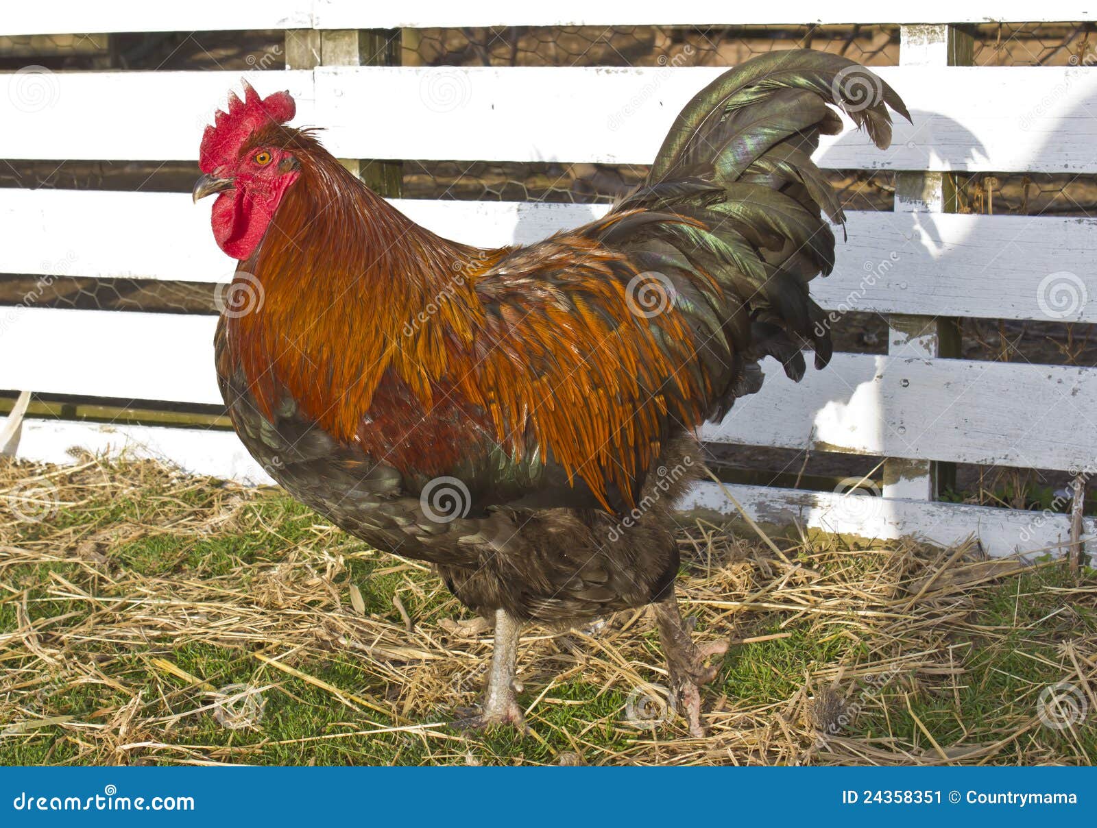 Black Maran rooster stock image. Image of maran, poultry - 24358351